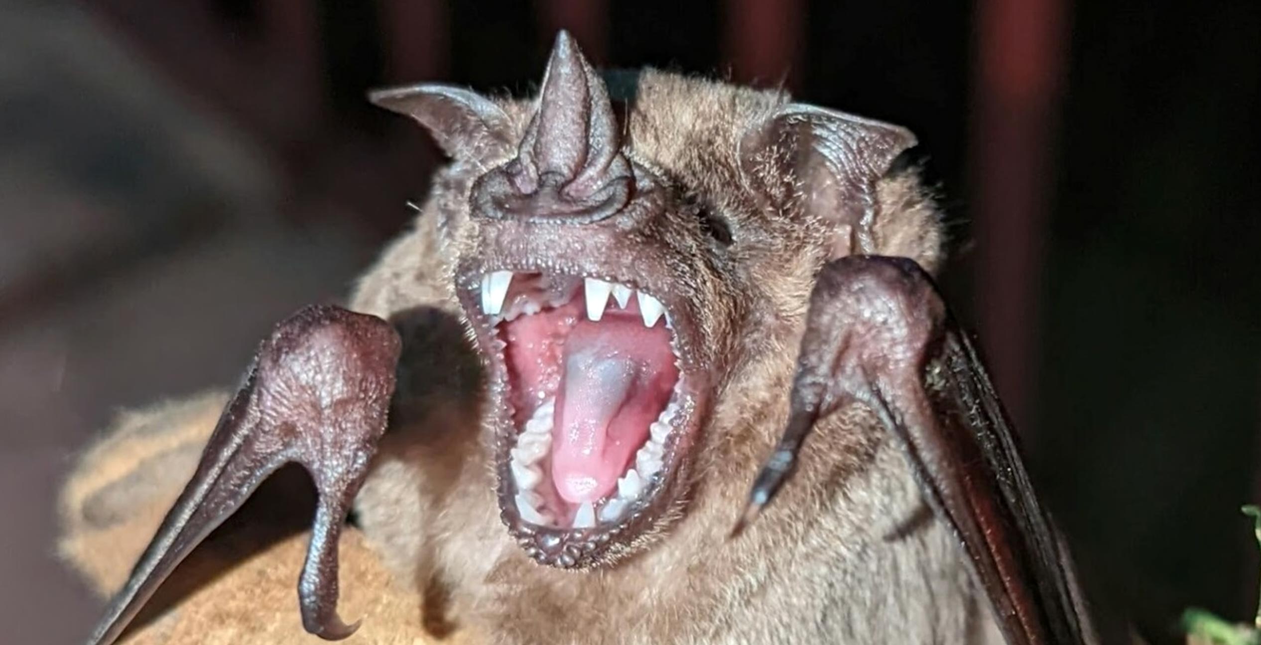 Jaw Wars: How Bats Evolved a Diverse Arsenal of Teeth for Survival