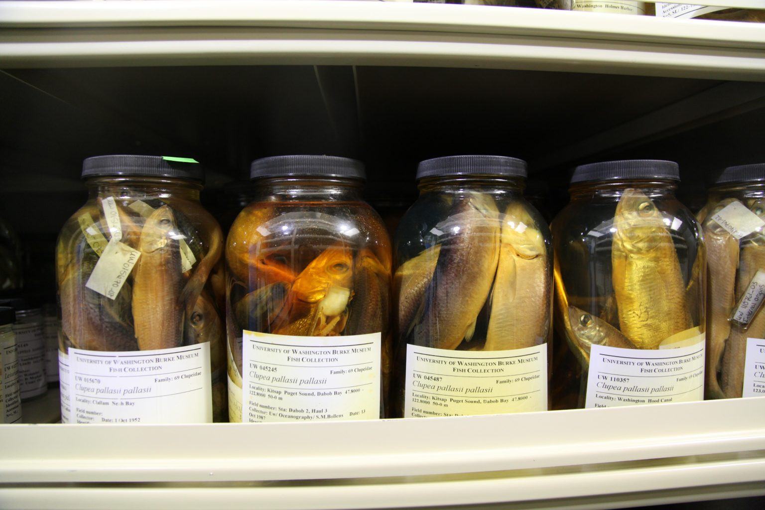 Bad News: Warming Oceans Have Decimated Marine Parasites
