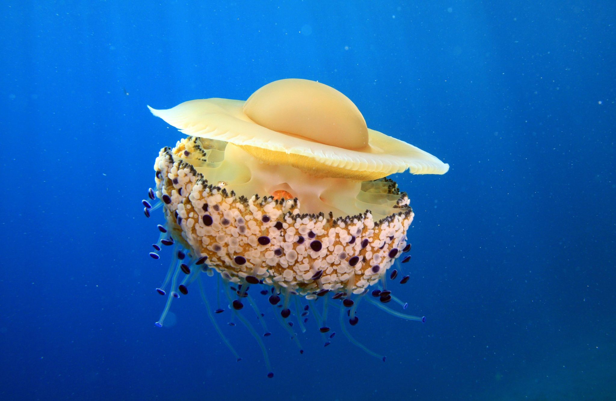 Scientists Resurrect “Forgotten” Genus of Symbiotic Algae Living in ...