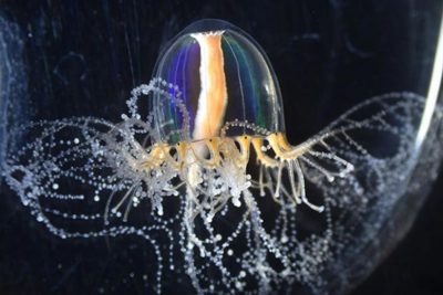Scientists Reveal Cellular Mechanisms That Give Jellyfish Remarkable ...