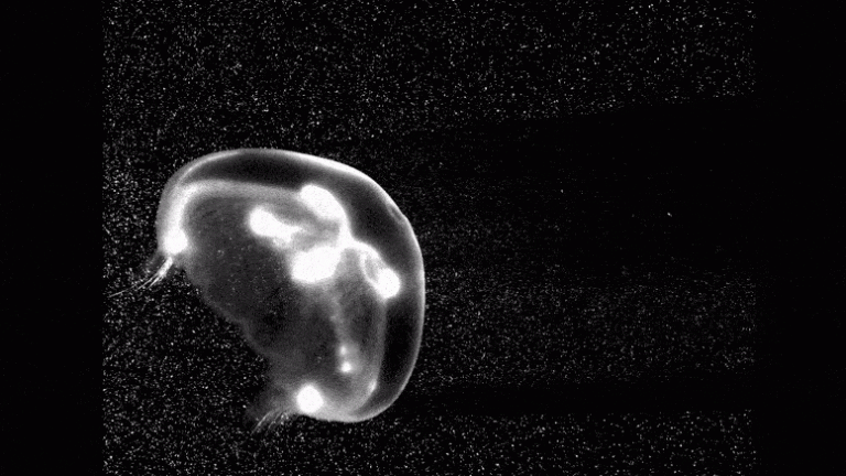 Scientists Reveal Cellular Mechanisms That Give Jellyfish Remarkable ...