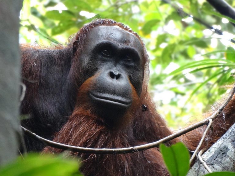 Critically Endangered Iconic Great Apes in Borneo Lost Muscle During ...