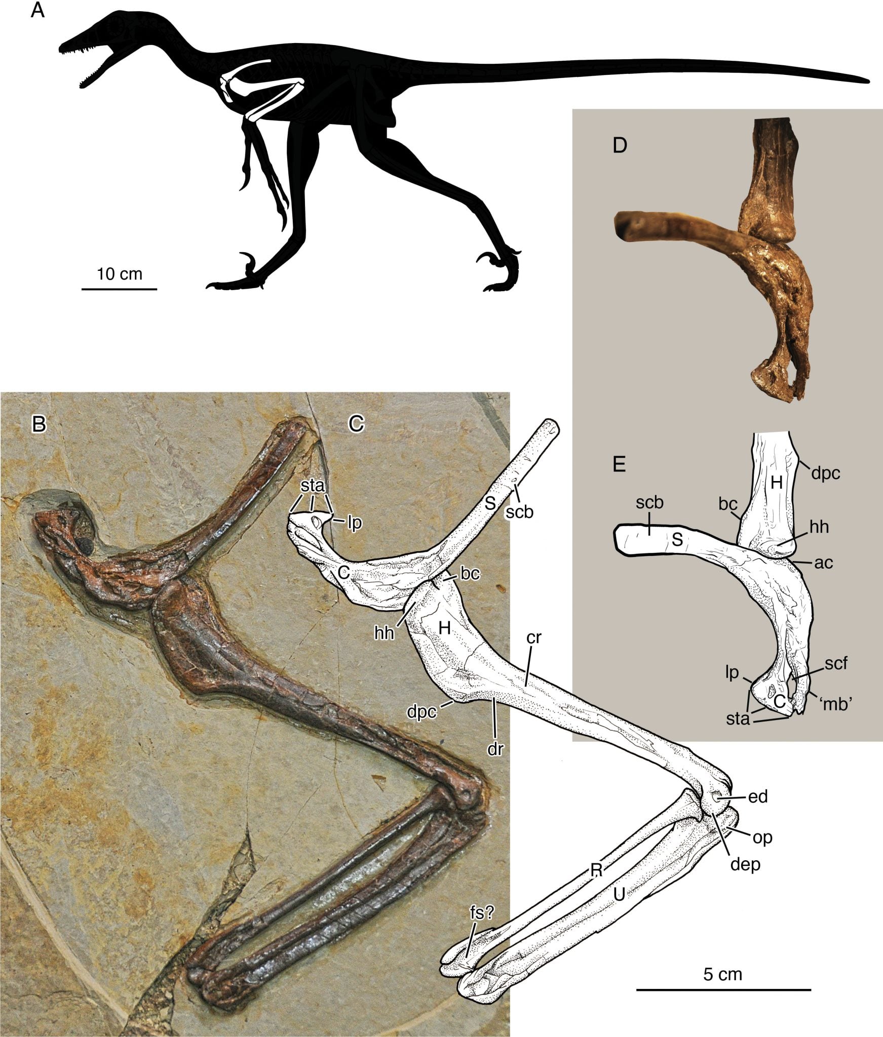 New Feathered Dinosaur May Have Solved a 120-Million-Year-Old Fossil ...