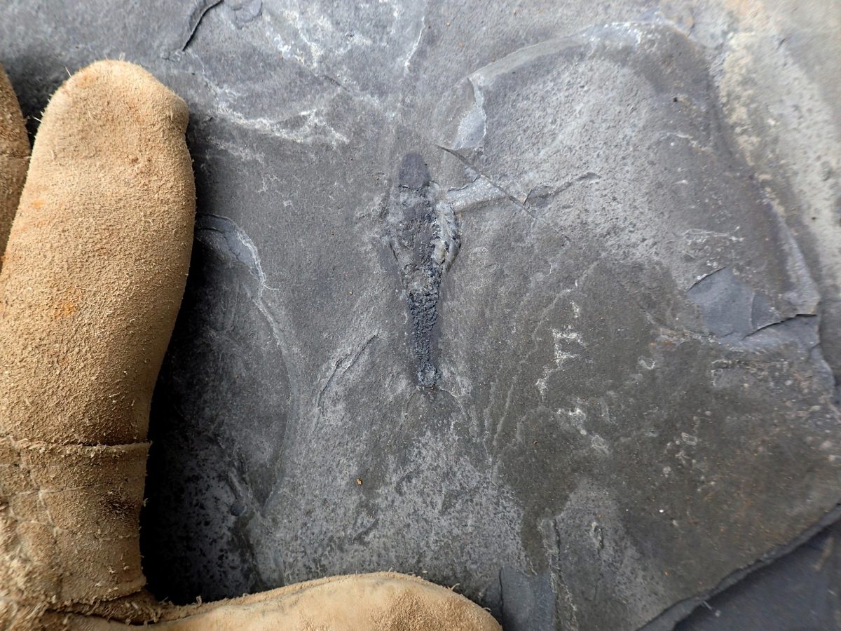 Three-Eyed “Sea-Moth” Predator From 506 Million Years Ago Stuns Scientists