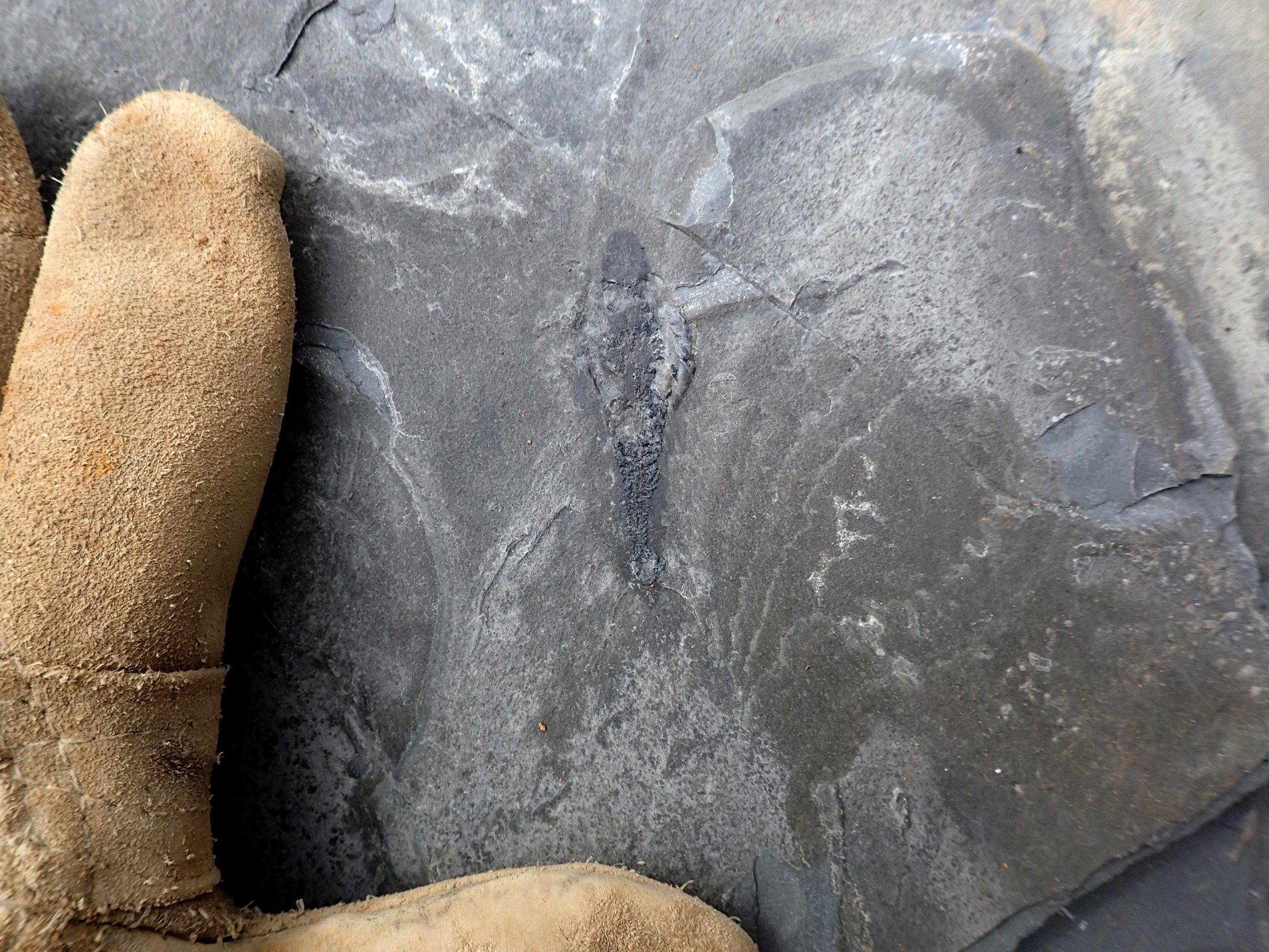 Three-Eyed “Sea-Moth” Predator From 506 Million Years Ago Stuns Scientists