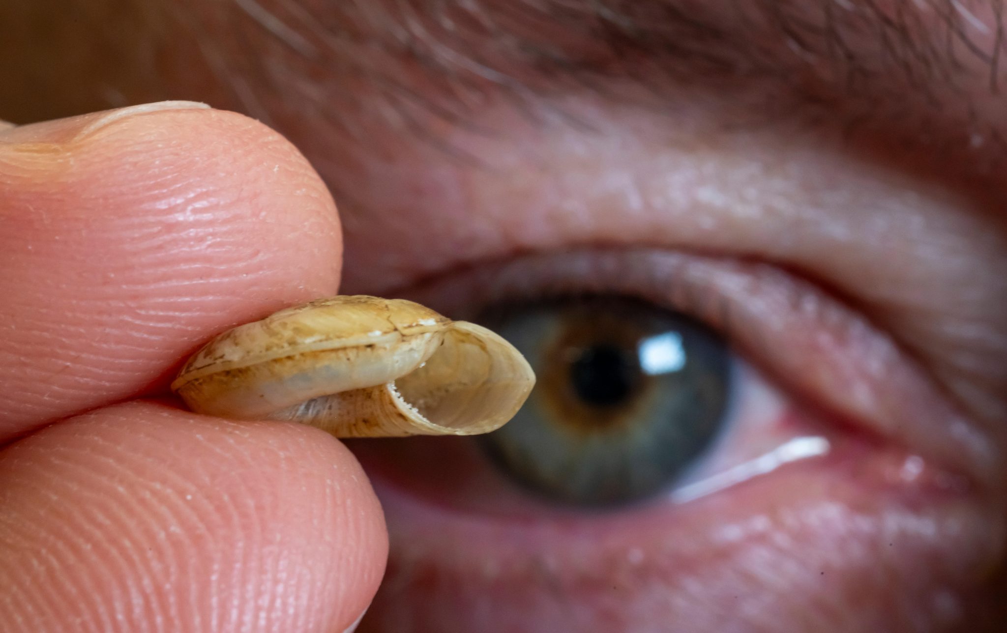 Scientists Discover Nine New Species of Carnivorous Land Snails in the ...