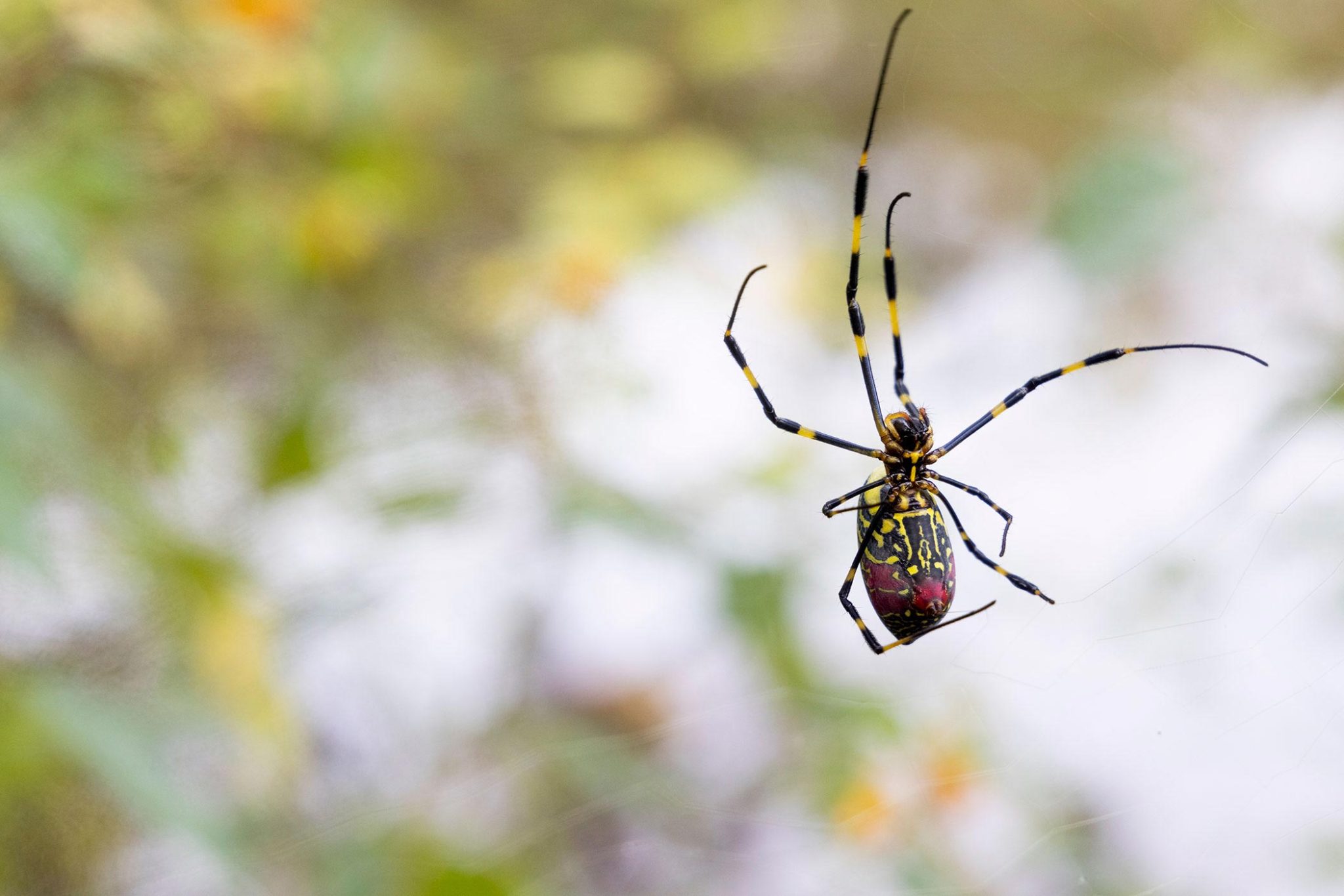 Massive Spiders Spreading Across the Southeastern U.S. Have a ...