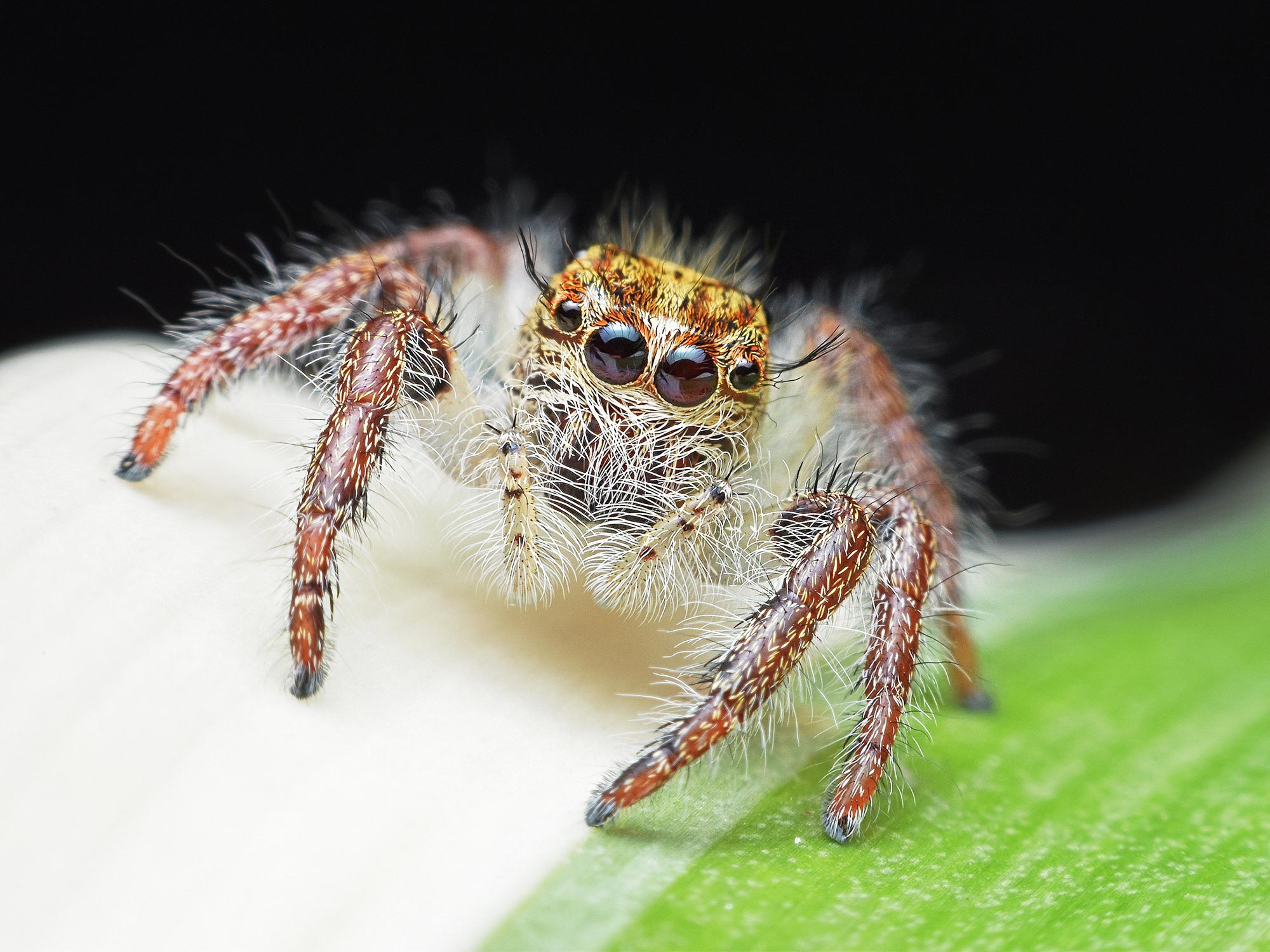 Harvard Researchers Discover a New Real-Life Spidey Sense