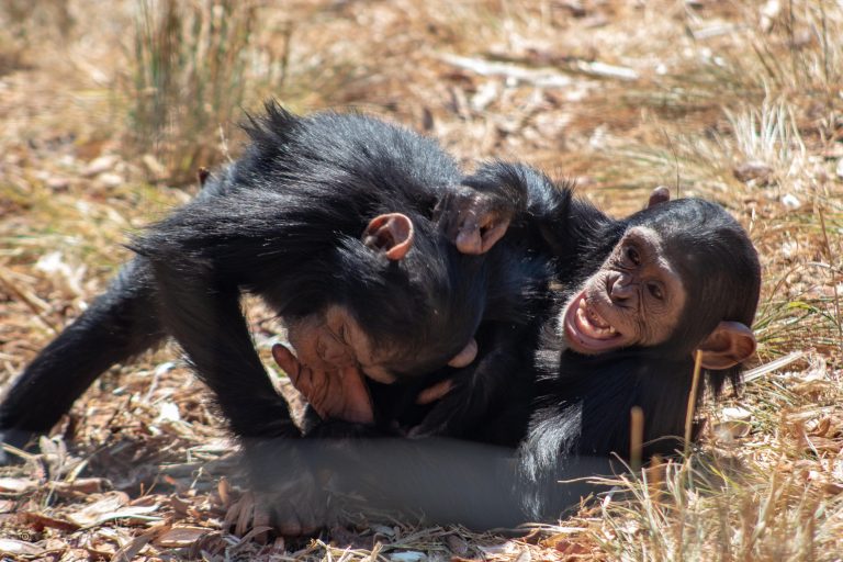 Scientists Discover Striking Similarities Between Chimpanzee and Human ...