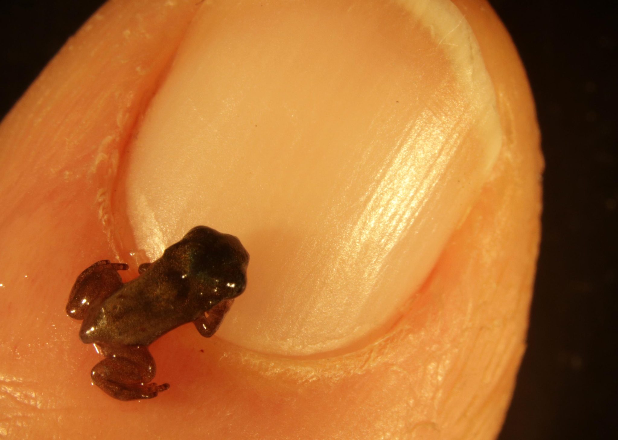 Nested Invasions: Alien Species Do Not Arrive Alone