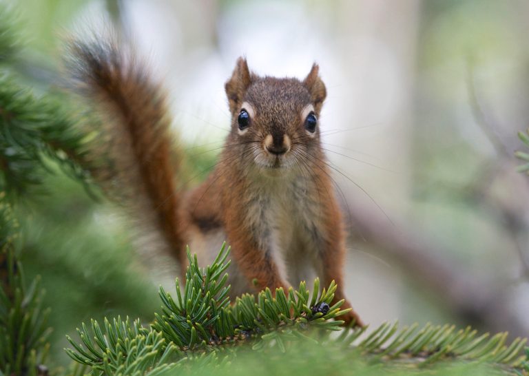 Playing the Reproduction Lottery: How Squirrels Gamble for a Better Future