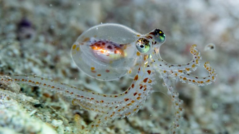 Scientists Cracked the Case of Why Octopuses of the Same Species Can ...