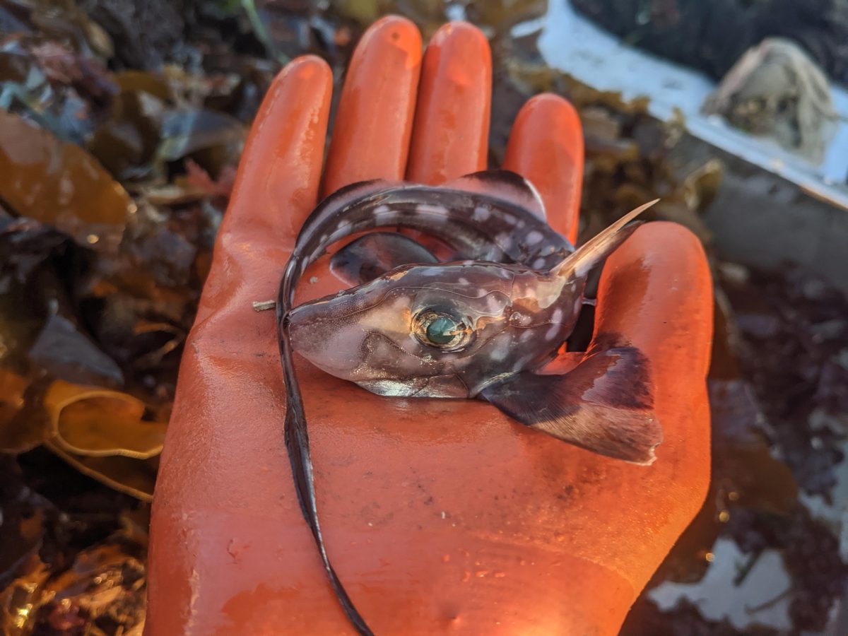 Deep-Sea Ghost Sharks Grow Teeth on Their Foreheads, and Scientists ...
