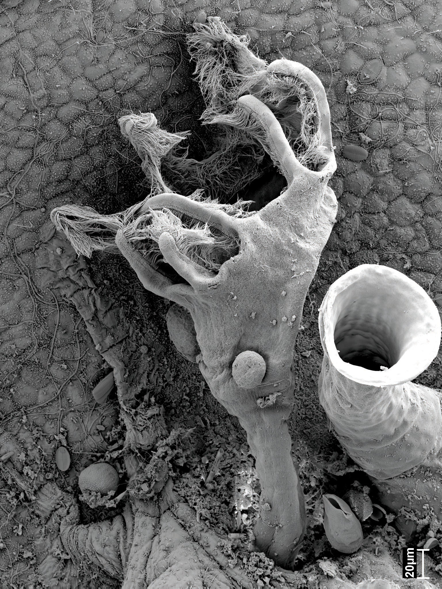 'n Genetiese raaisel: evolusionêre verhoudings van twee groepe antieke ...