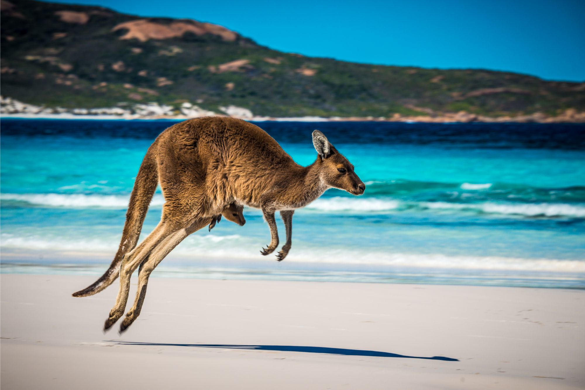 Skipping Evolution: The Kangaroos That Didn’t Hop | Green