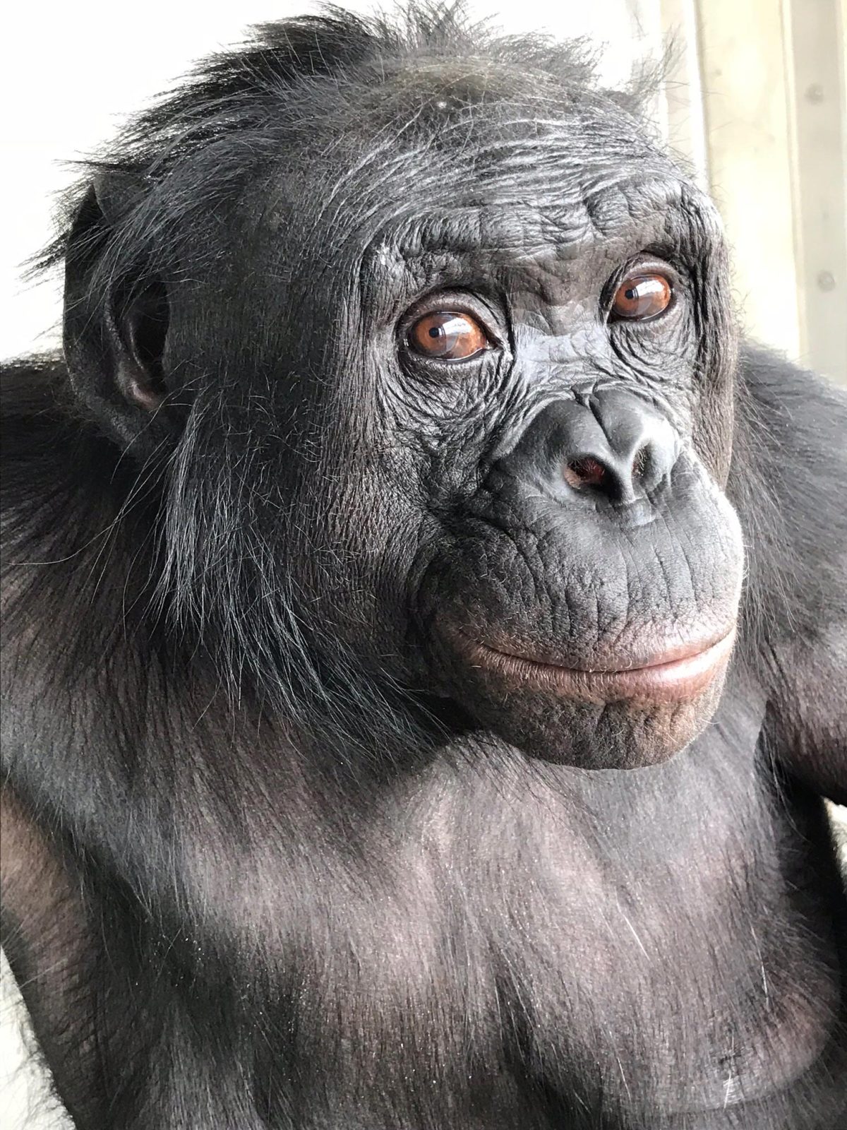 This Bonobo Just Did Something Scientists Thought Only Humans Could Do