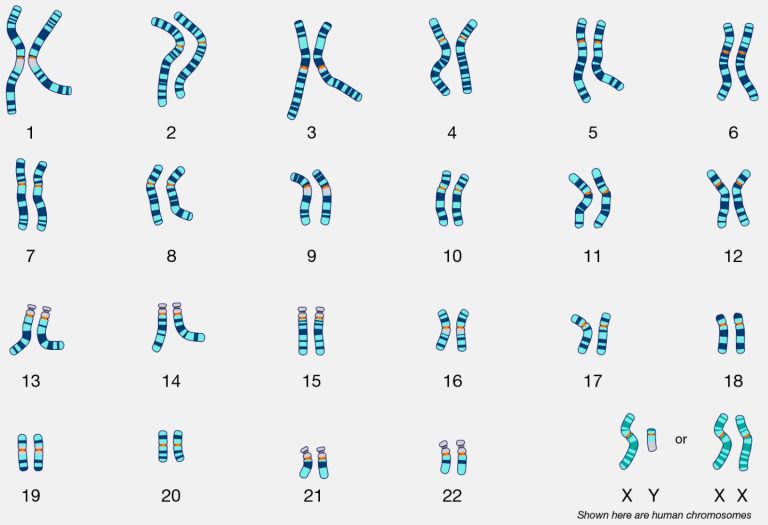 The Surprising Influence of Sex Chromosomes on Whole-Body Gene Expression