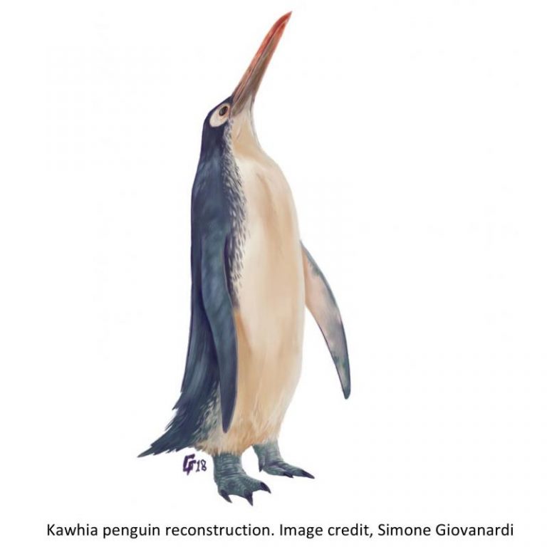 Remarkable Fossil of Extinct Giant Penguin Species Discovered in New ...