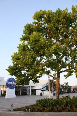 What in the World Are NASA Moon Trees?
