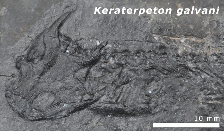 Prehistoric Puzzle Deciphered – Scientists Solve the Mystery of 300 ...