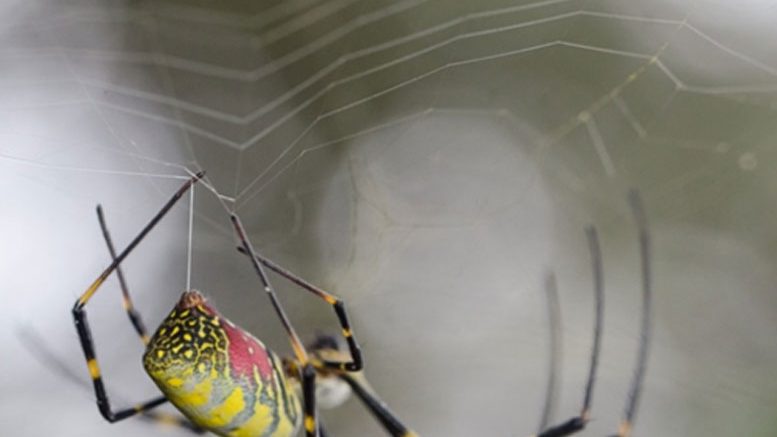 New Research Finally Explains Why Spider Silk Is So Incredibly Tough