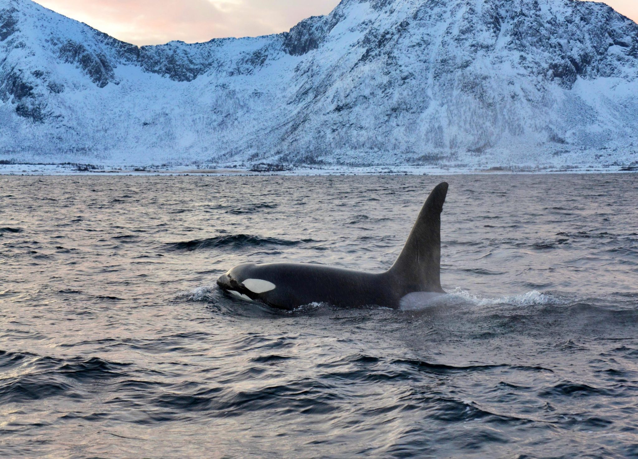 Killer Whale Populations Are Invading the Arctic – Unlocking Secrets ...