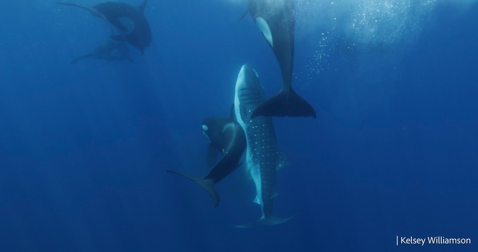 Watch: How Killer Whales Hunt the Largest Fish in the Sea