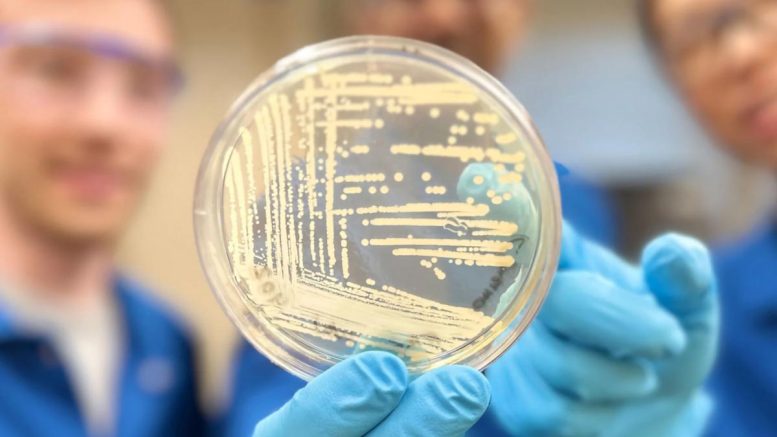 Bacteria News - SciTechDaily