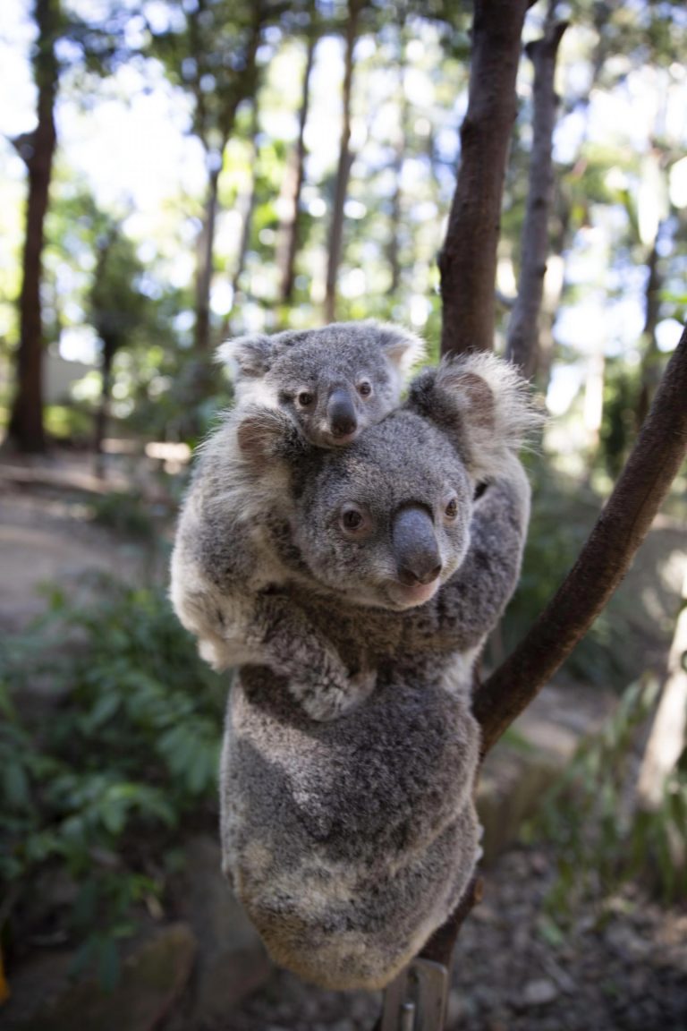 Study of Koala Virus Epidemic Uncovers “Innate” Genome Immune System