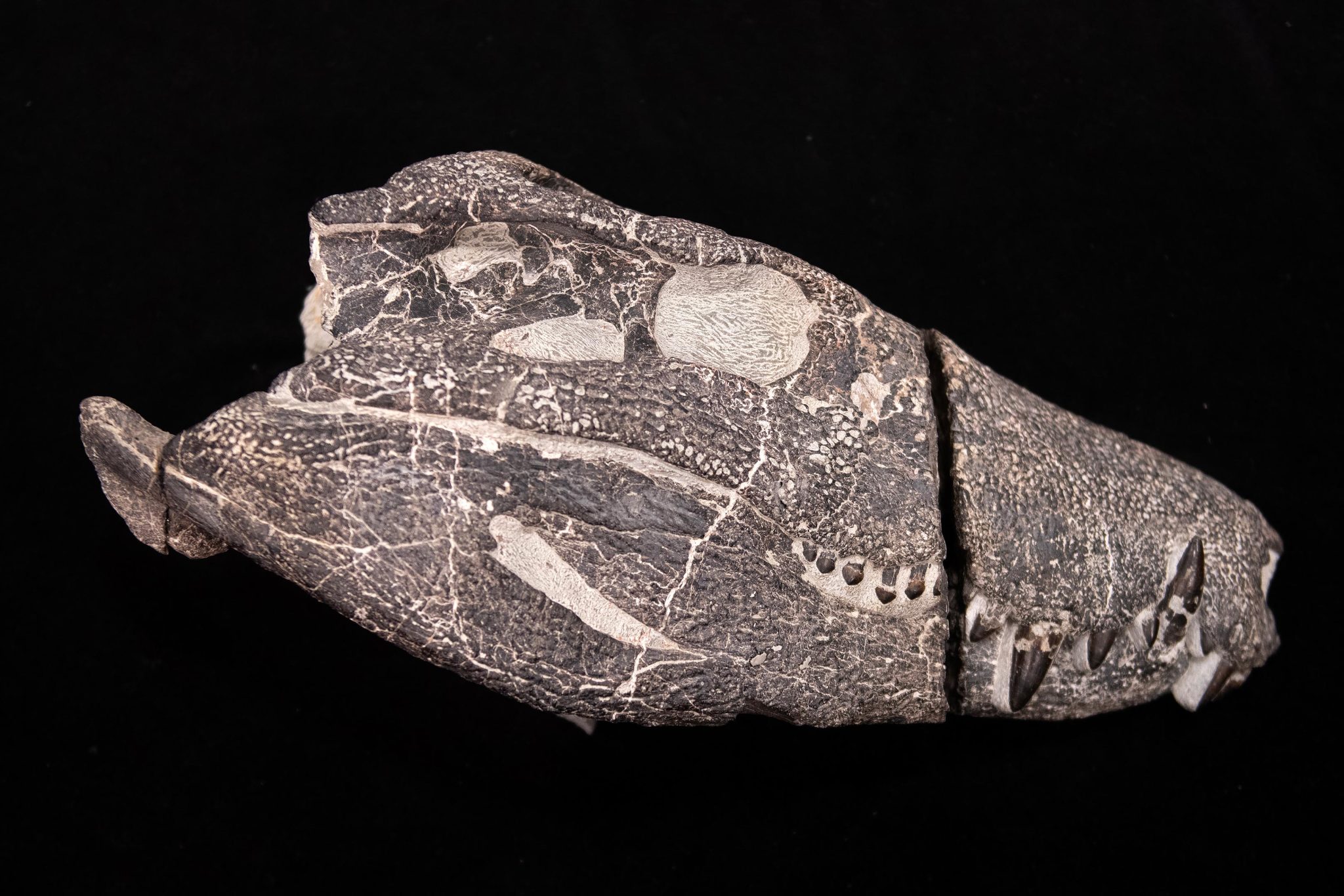 Dinosaur-Hunting Croc Cousin With Monster Jaws Unearthed in Patagonia