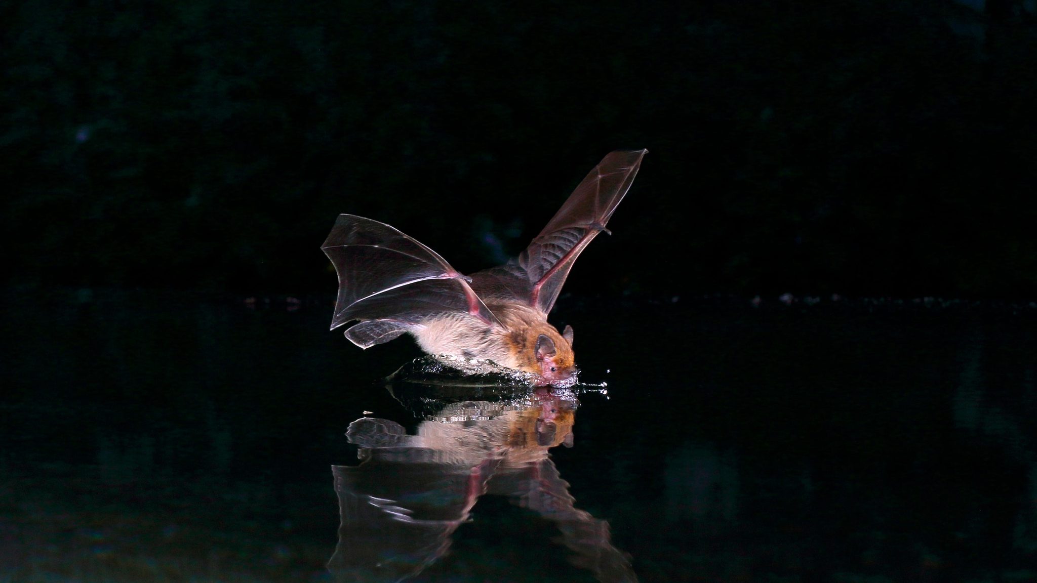 Navigating the Dark: Bats’ Incredible Echolocation Maps