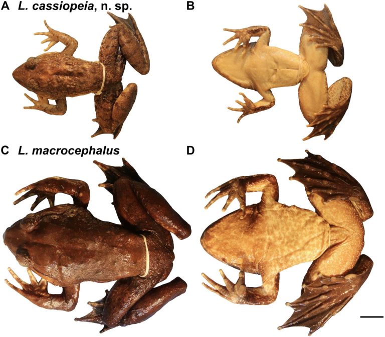 Meet the Newly Discovered Giant Fanged Frog That Fooled Scientists for ...