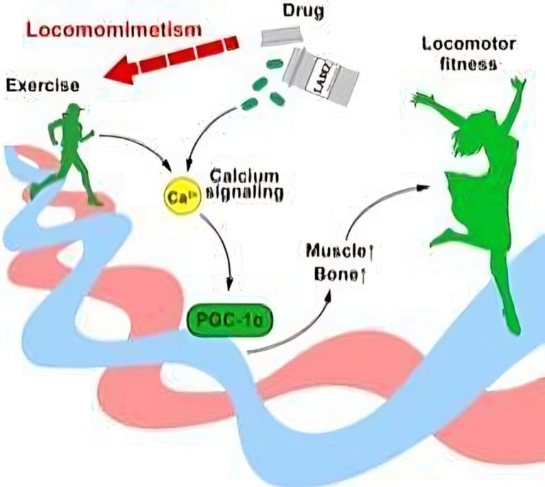 New Pill Replicates Exercise and Strengthens Muscle