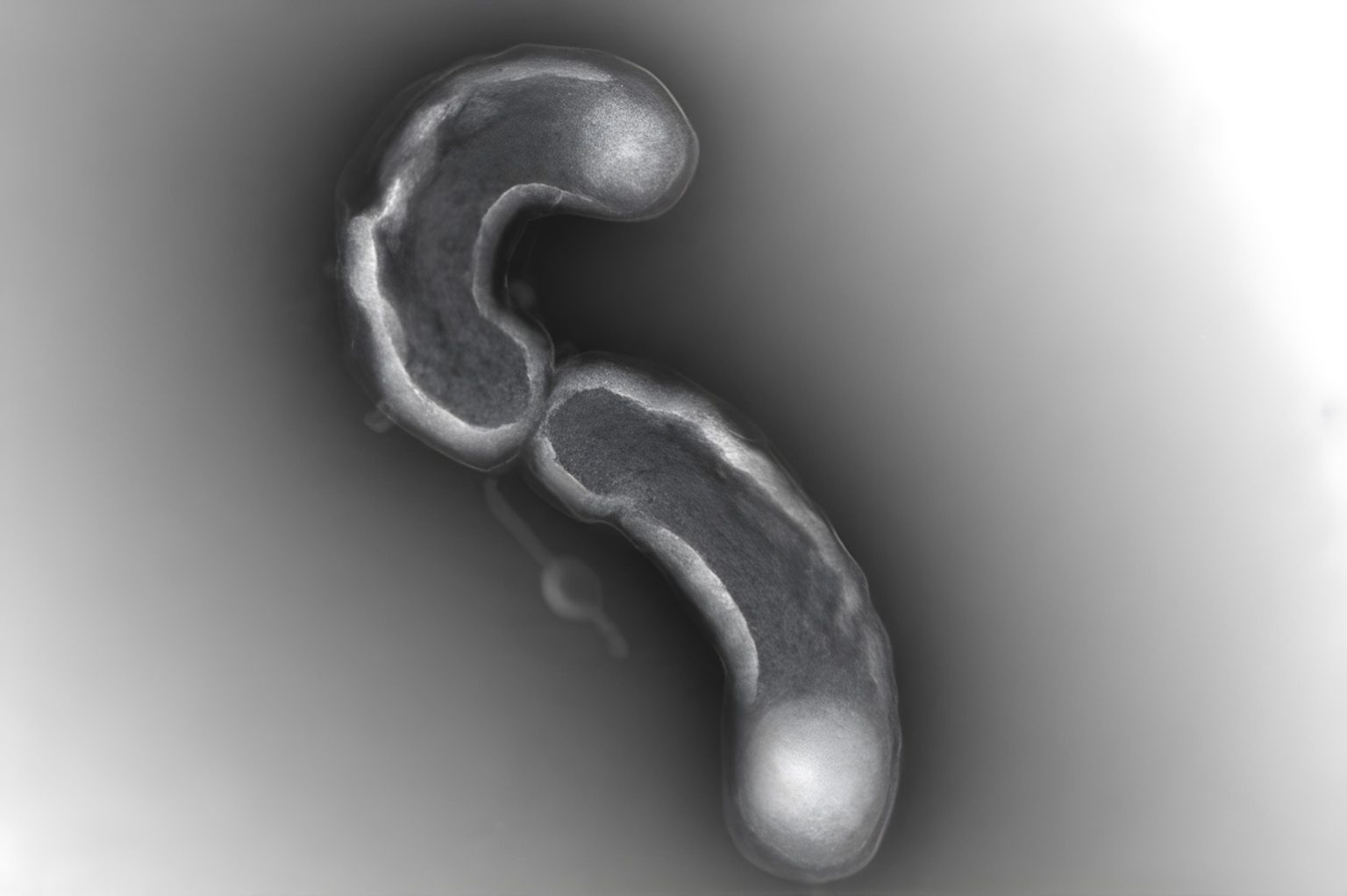 The Ocean’s Most Successful Bacteria May Be Trapped by Their Own Evolution