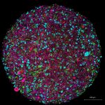 “Organoid Intelligence” – Revolutionary Biocomputers Powered by Human ...