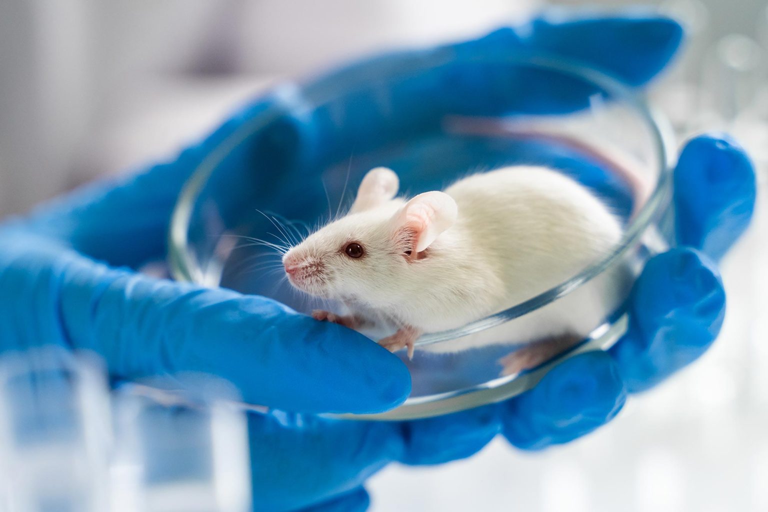 Scientists Extend Lifespan by over 70% in Elderly Male Mice with New ...