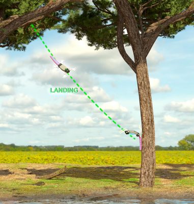 These Incredible Geckos Crash-Land on Rainforest Trees but Don’t Fall ...