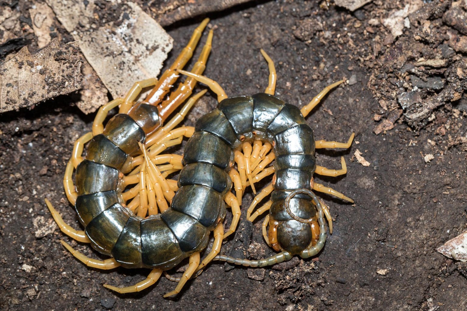 The Venom Cure: Ancient Predator Offers New Hope for Kidney Patients