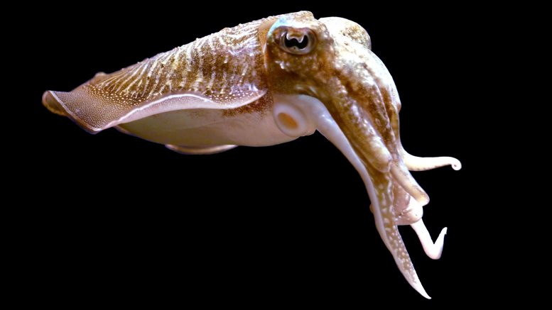 Cuttlefish Have Complex Cognitive Abilities – Can Make Decisions Based ...
