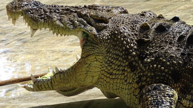 Genetic Evolution and the Ice Age: What Crocodile DNA Reveals