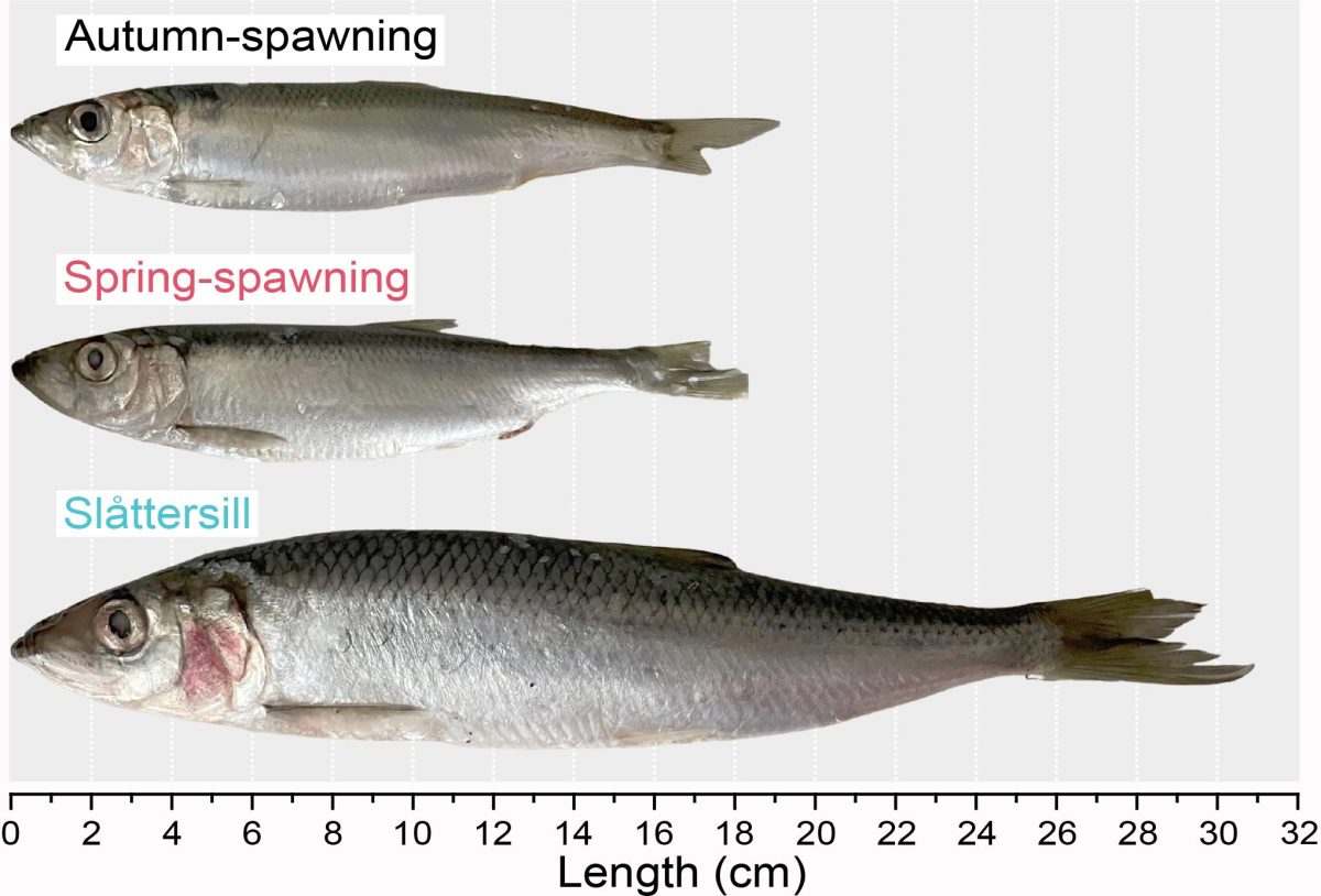 Baltic Herring Turn Predators: A Stunning Evolutionary Shift