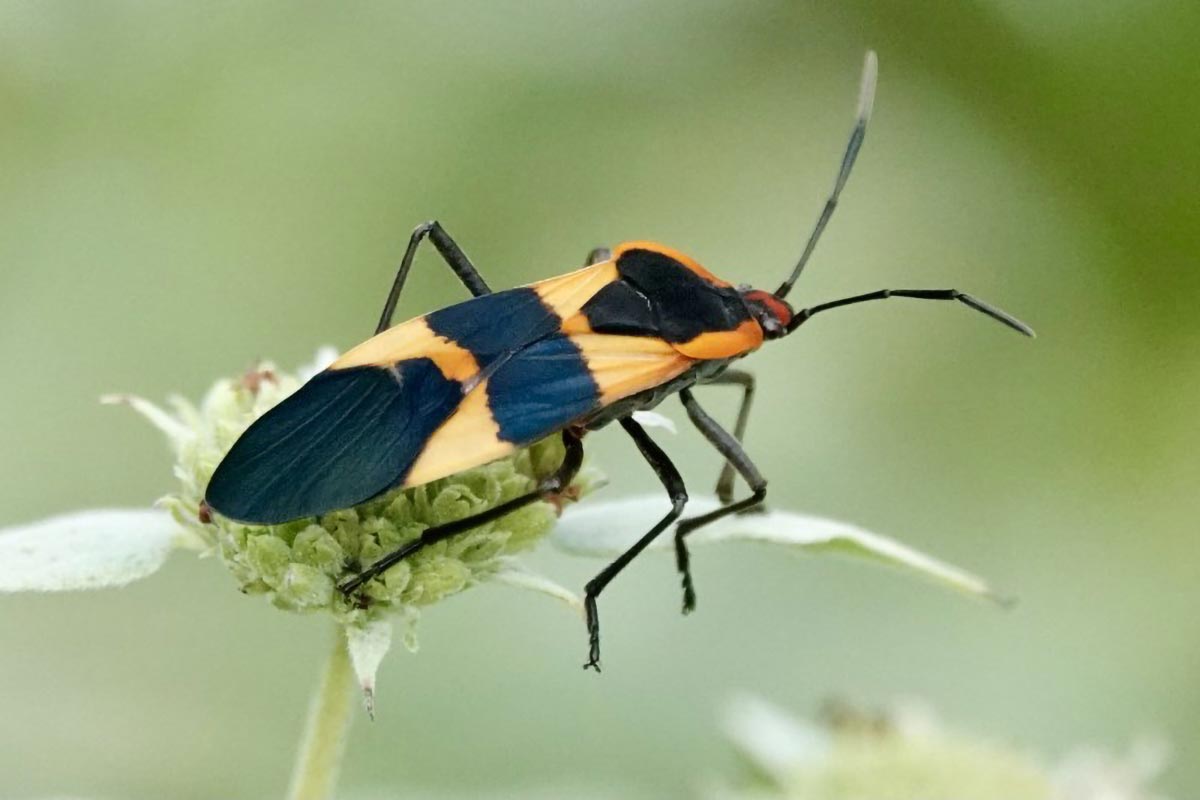 The Great Insect Apocalypse: Why Are Bugs Vanishing?