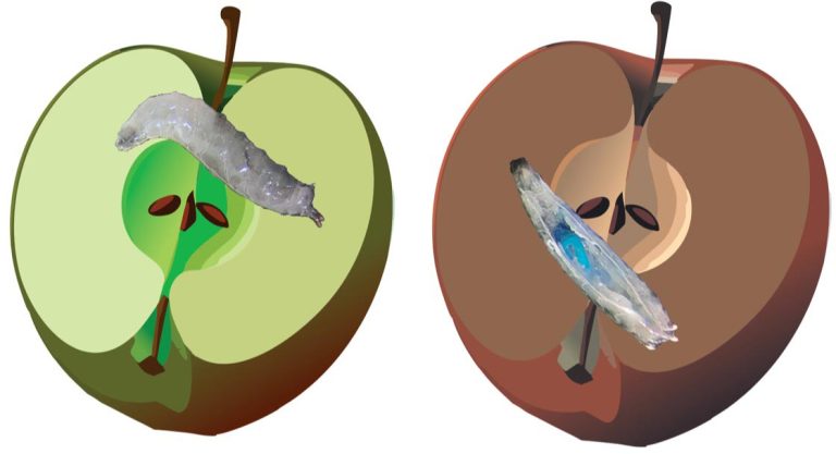 Crunchy or Mushy? Maggots Have a Secret Way to Taste Texture