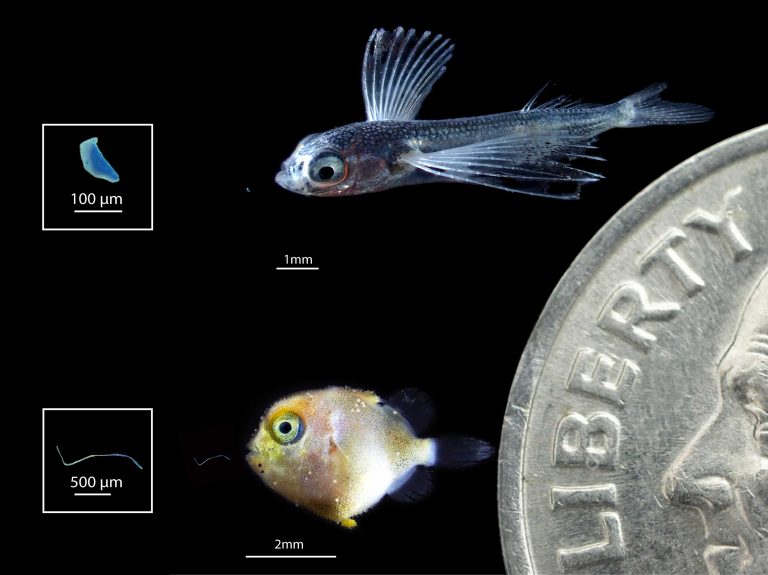 Larval Fish Nurseries Invaded by Prey-Size Plastics – Biodiversity and ...