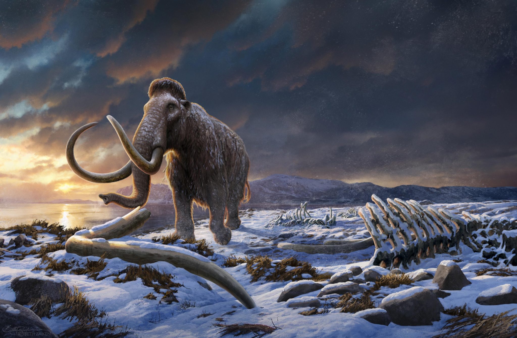 The Last Stand of the Woolly Mammoths: Secrets of Survival and ...