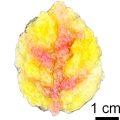 Crafting Programmable Living Materials With Synthetic Biology & 3D Printing