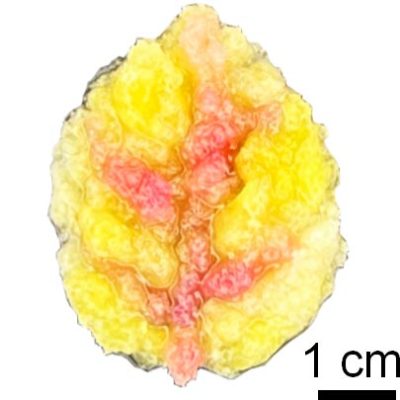 Crafting Programmable Living Materials With Synthetic Biology & 3D Printing