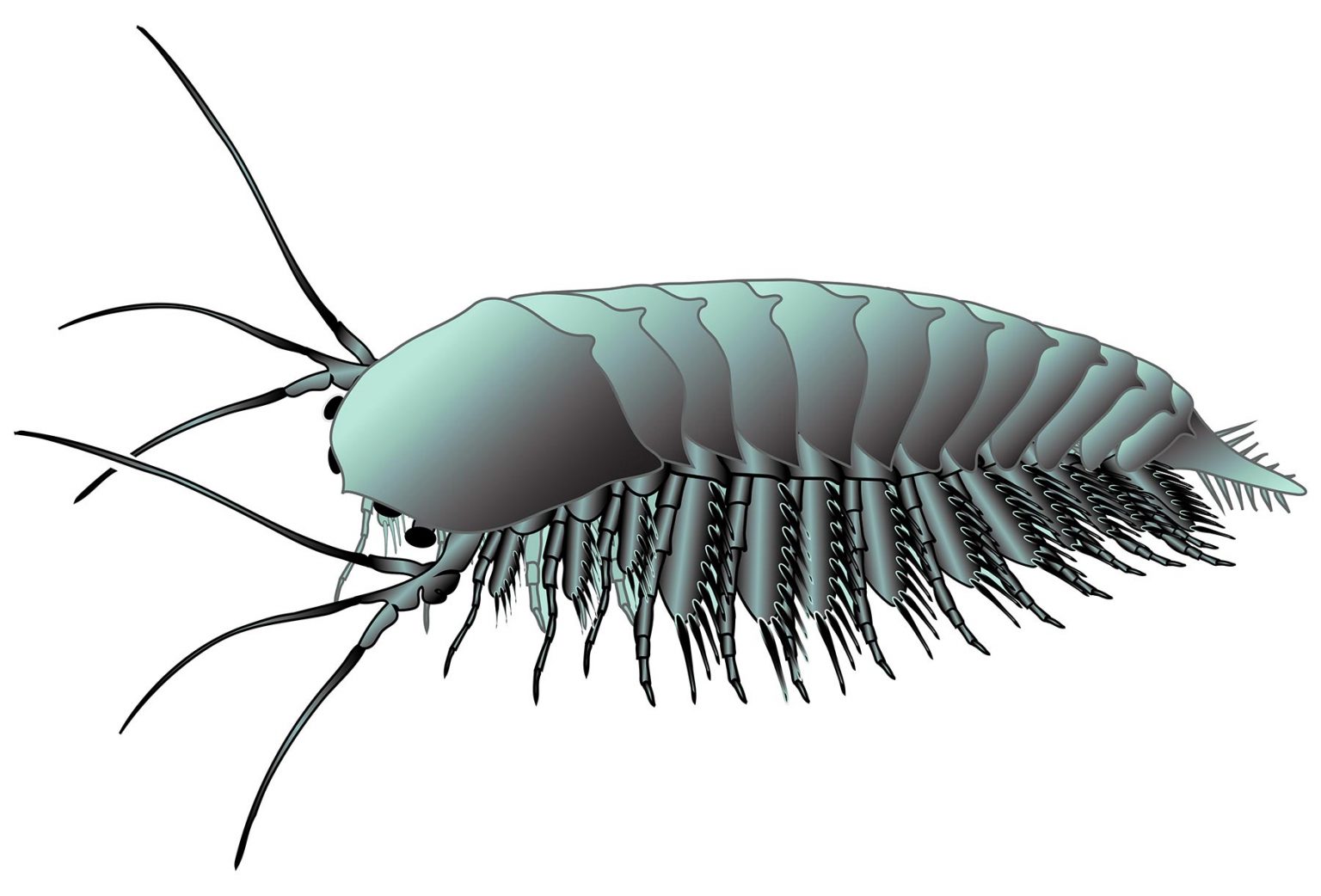 Exquisitely Preserved Fossils Show What the Ancestral Brains of ...