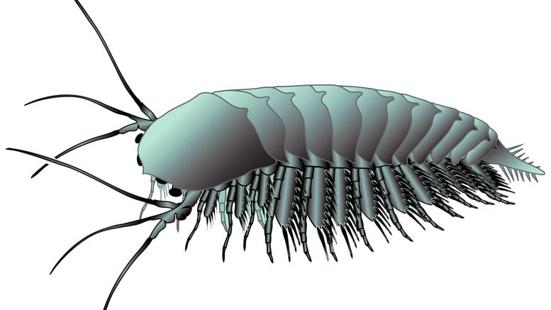 Surprising Physics Behind a Water Bear’s Lumbering Gait