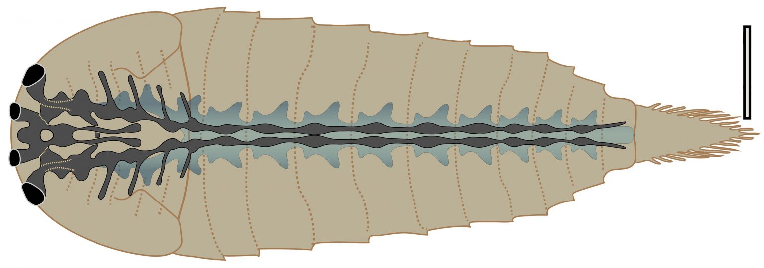 Exquisitely Preserved Fossils Show What the Ancestral Brains of ...